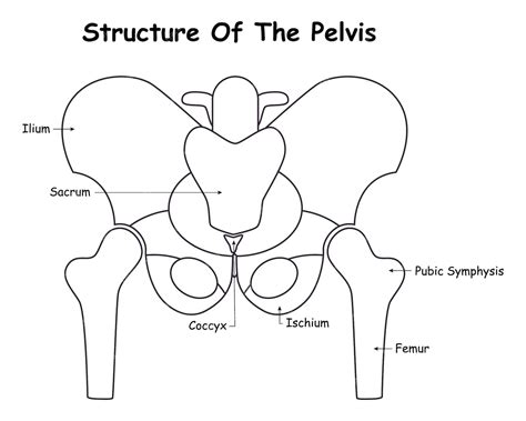 Premium Vector Structure Of The Pelvis Pubic Symphysis Femure Ischium