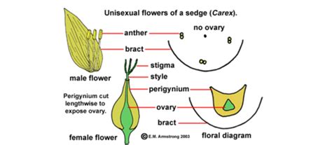 Grass Id Flashcards Quizlet