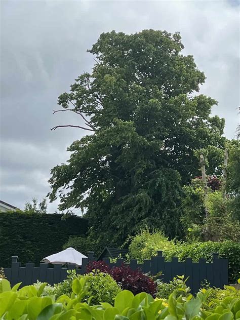 Veon Tree Risk Assessment And Investigation Veon