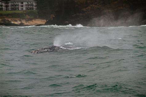 Whale Watching In Depoe Bay Oregon Coast