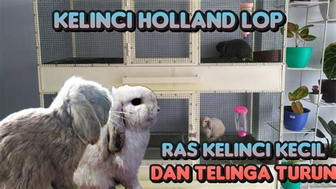 Kelinci Hias Holland Lop - YouTube