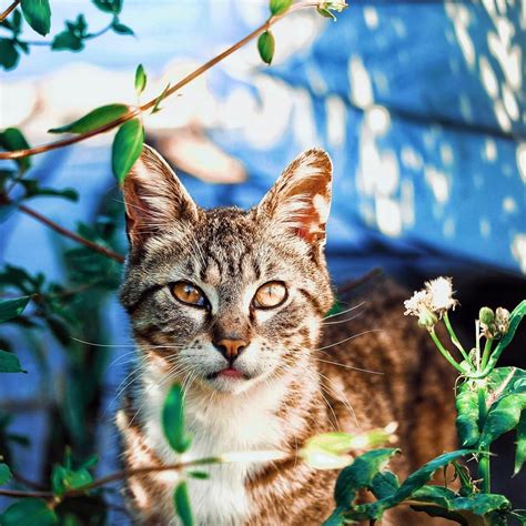 Beautiful Cat