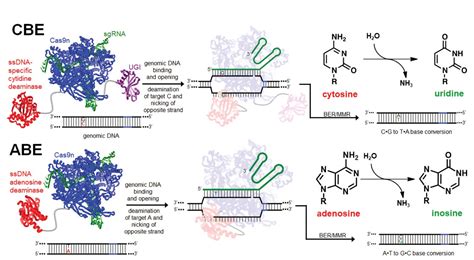 All About That Base Editing