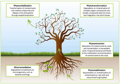 Phytoremediation Diagram