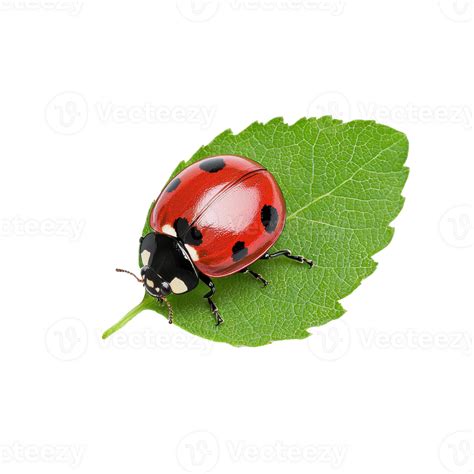 A Vibrant Ladybug Resting On A Green Leaf Under Natural Light 55804106 Png