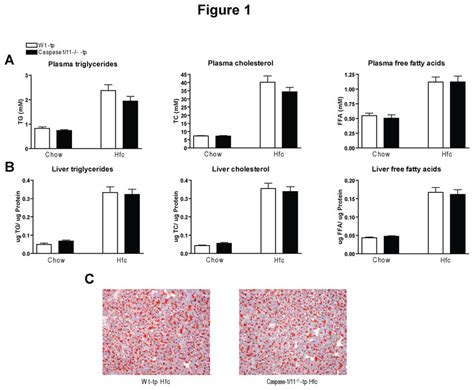 Plasma And Liver Lipid Levels A Plasma Total Triglycerides Tg