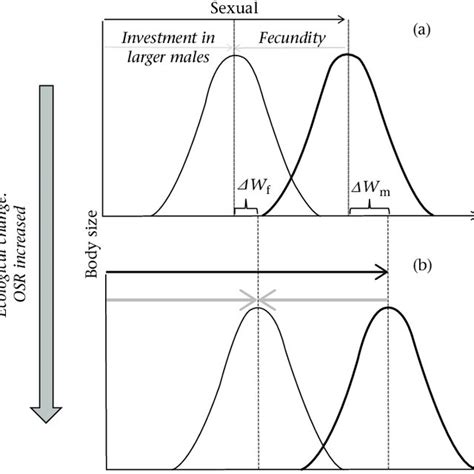 Sexual Selection Model Of Sexual Size Dimorphism Gaussian Distribution