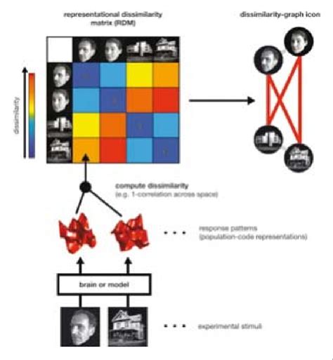 Computation Of A Representational Dissimilarity Matrix For Each Pair