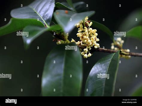 Osmanthus Flowers Are In Full Bloom In Huaian City East Chinas