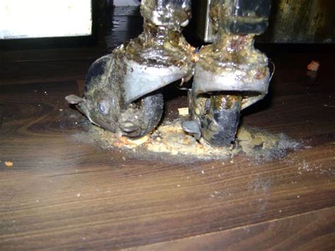 Inside Cockroach Infested Chesters Takeaway On Lime Street Liverpool Echo