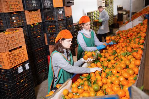 과일 창고에서 잘 익은 만다린을 분류하는 남성과 여성 창고 노동자 그룹 3 명에 대한 스톡 사진 및 기타 이미지 3 명 30 34세 35 39세 Istock