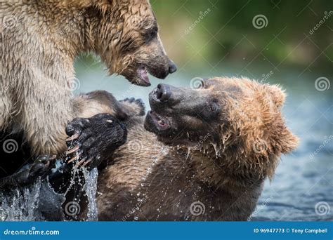 Two Alaskan Brown Bears Fighting Stock Image Image Of Alaska