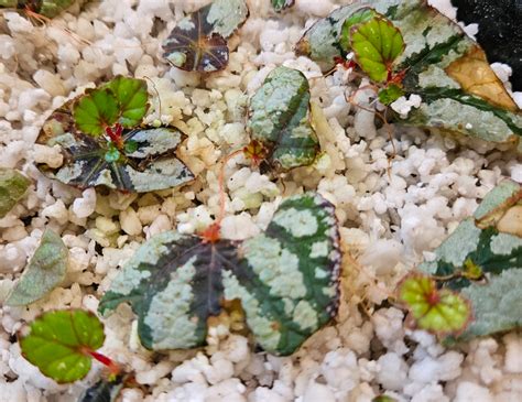 Rex Begonia Leaf Cuttings R Propagation