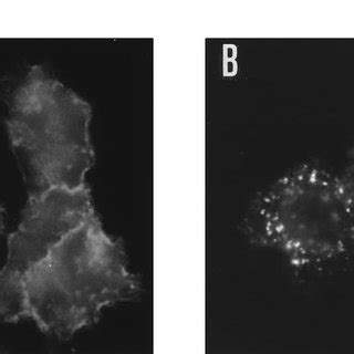 Internalization of 7G7B6 antibody in cells transfected with or Y. (a ...
