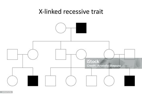 Xlinked Recessive Trait Stock Illustration Download Image Now Adult