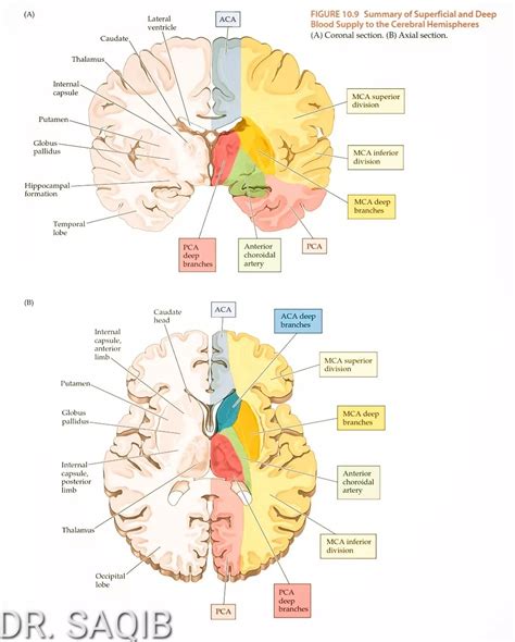 Lentiform Nucleus