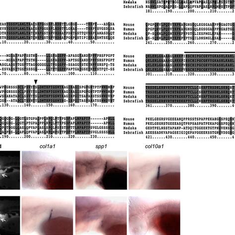 Zebrafish Sp7 Mutants Have Delayed Early Bone Development Download
