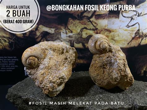 Bongkahan Fosil Keong Temuan B9 Atau Fossil Gastropoda Atau Fosil Kerang Natural Atau Fosil Kol