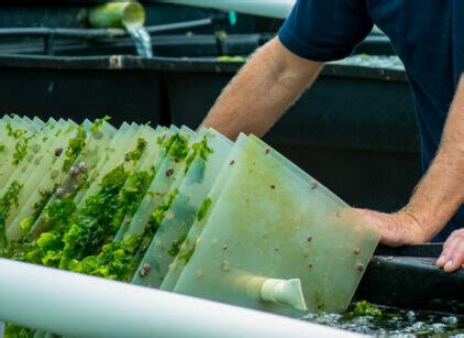 Abalone Farming Australian Abalone Growers Association
