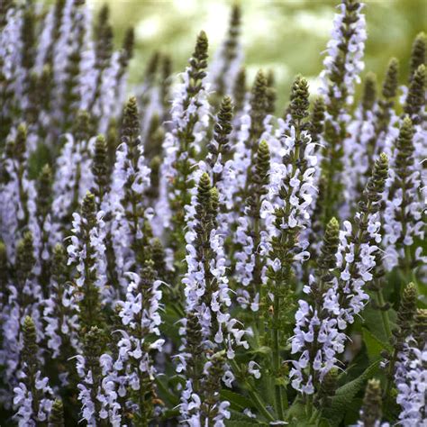 Salvia Nemorosa Bumblesky
