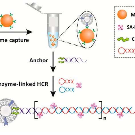 Exosomes Counting By Microscopic Digital Detection Via Surface Anchored Download Scientific