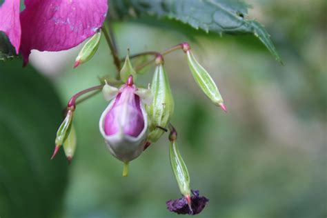 All About Himalayan Balsam Environment Controls