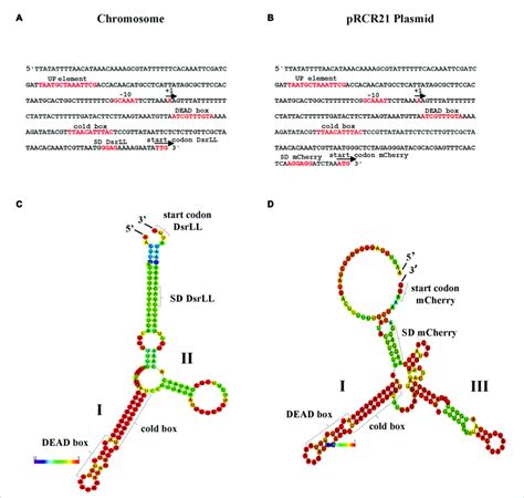 Regulatory Signals For Expression From P Dsrll In Lc Lactis