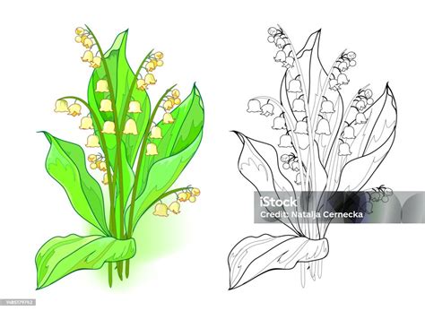 색칠을 위한 화려하고 흑백 템플릿입니다 은방울꽃의 삽화 꽃으로 인사말 카드를 그립니다 어린이와 성인을 위한 색칠하기 책용