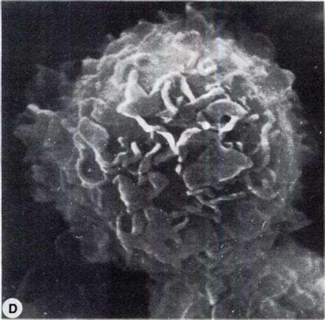 D Scanning Electron Microscopy X Download Scientific Diagram