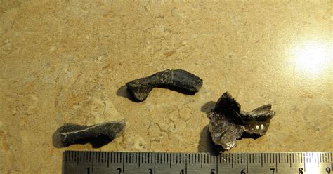 Bernie The Ichthyosaur Tiny Bones In The Rocks