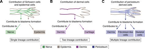 Limb Blastema Formation How Much Do We Know At A Genetic And