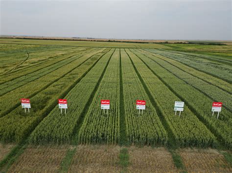 Big Feed Wheat Yields Stamp Seeds