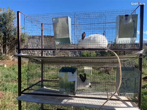 Կիսաավտոմատ բներ 6 մեծ ճագարների համար Այլ List Am