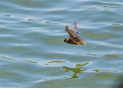 Where Do Bats Live In The Uk Understanding Their Habitats For