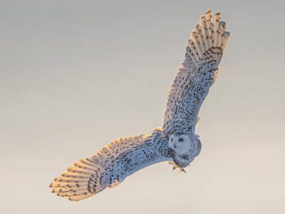 Snowy Owl Migration Everything Explained Birdfact