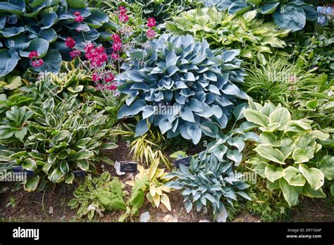 World Class Display Of Hostas Growing In The Borders Of Holehird