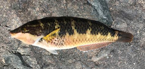 Rock Wrasse Mexican