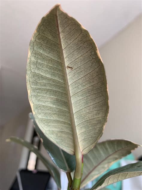 Is The White Dust On My Ruby Ficus From Pests R Plantclinic