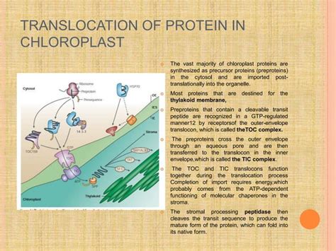 Protein Sorting And Targeting Pptx