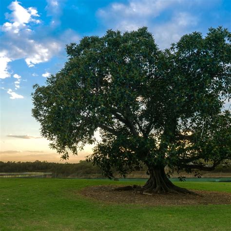 Fig Tree Jesus
