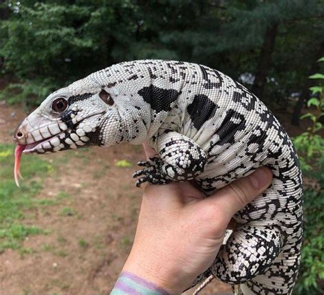 Black And White Tegu Lizard Invasive Lizard Species Could Turn Georgia