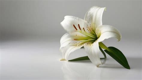 Premium Photo White Lilly