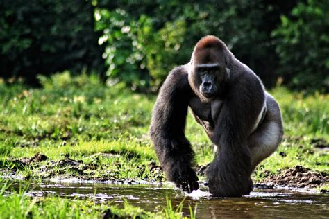 Silverback Gorilla Wallpaper Hd
