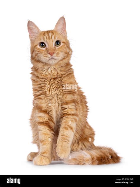 Young Aphrodites Giant Longhair Aka Cyrpus Or Cypriot Cat Sitting Up Facing Front Looking