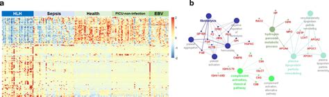 Proteomic Characteristics Of Hlh And Network Of Enriched Functions A Download Scientific