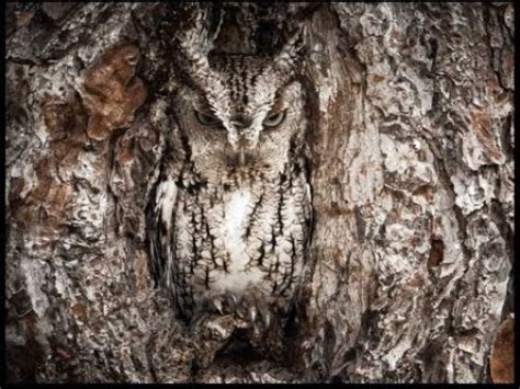 Camouflage Counter Shading Disruptive Colouration Youtube
