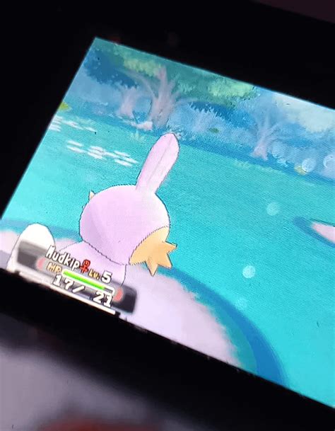 [gen 6] Oras Shiny Mudkip R Shinypokemon
