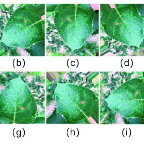 Examples Of Dataset Augmentation A Original Image B Rotated 45° Download Scientific