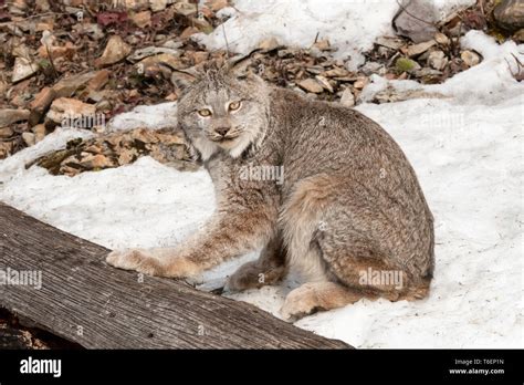 North America United States Montana Wildlife Mammals Predators