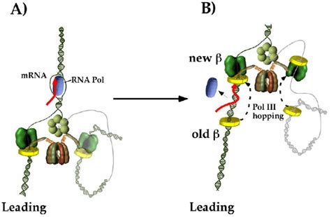 Collision Of The Replisome With Rna Polymerase Results In Mrna Takeover